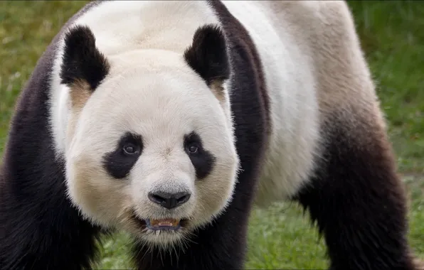 Wallpaper animals, panda, beast, temnobelos images for desktop, section ...