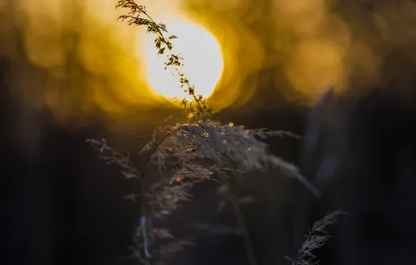 Wallpaper the sun, sunset, grass nature, bokeh, The golden hour for mobile and desktop, section ...