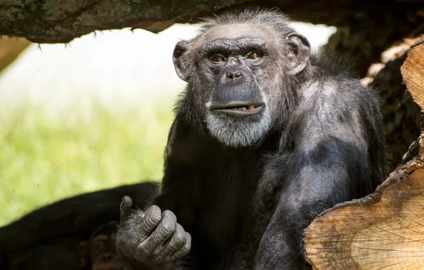 Wallpaper look, nature, monkey for mobile and desktop, section животные ...