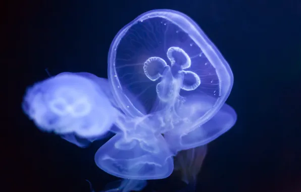 Wallpaper Sea, Medusa, depth images for desktop, section животные ...