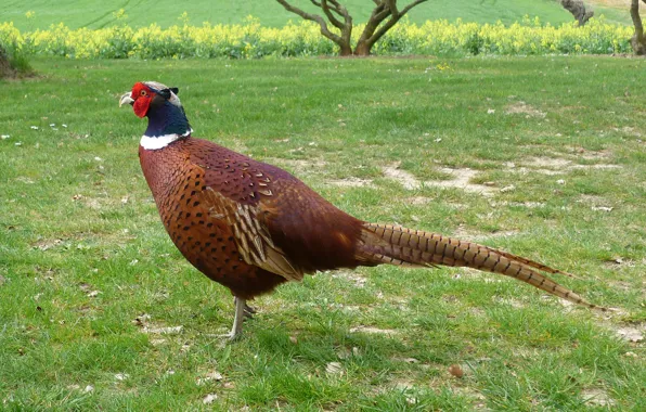 Wallpaper grass, tail, pheasant for mobile and desktop, section ...