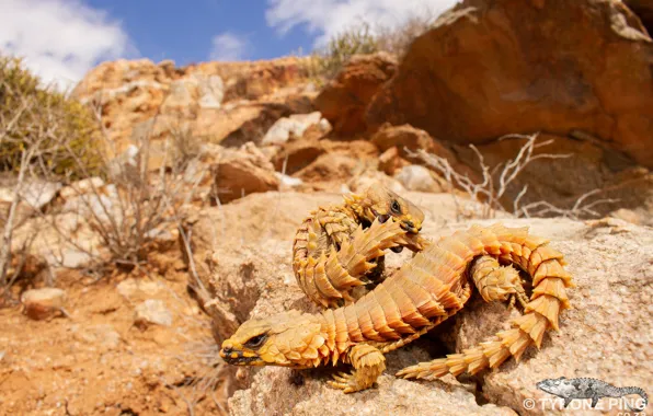 Wallpaper nature, background, lizards, spiked for mobile and desktop ...