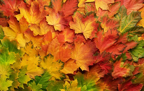 Wallpaper autumn, leaves, background, colorful, maple, background ...