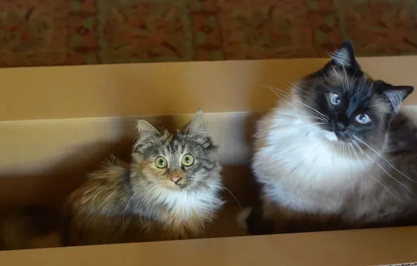 Wallpaper cat, cat, kitty for mobile and desktop, section кошки ...