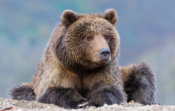 Wallpaper face, portrait, bear, beast for mobile and desktop, section ...