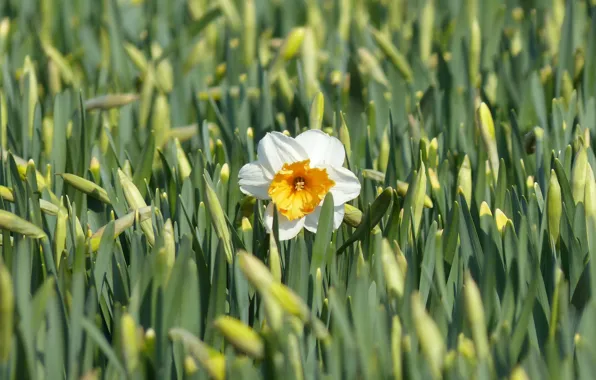 Wallpaper flower, nature, spring, flowering, Narcissus for mobile and ...