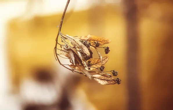 Wallpaper autumn, leaves, nature, sheet for mobile and desktop, section ...