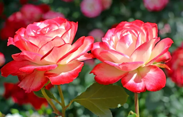 Download wallpaper roses, Duo, motley, section flowers in resolution ...