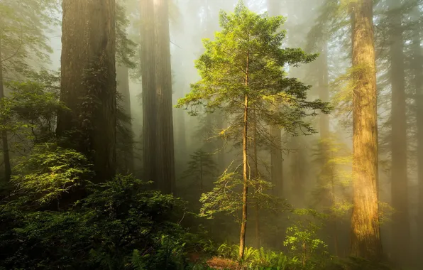 Wallpaper forest, fog, spring for mobile and desktop, section пейзажи ...