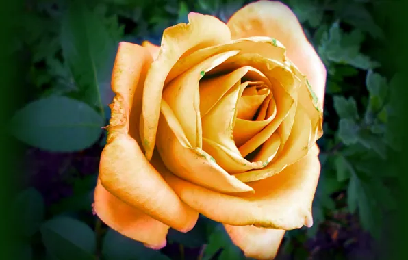 Wallpaper light, night, rose images for desktop, section цветы - download