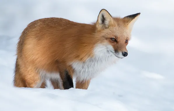 Download wallpaper nature, background, Fox, section animals in ...