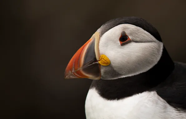 Download wallpaper look, close-up, background, bird, portrait, profile ...