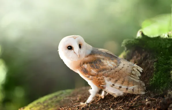 Wallpaper look, light, nature, pose, background, owl, bird, moss for ...