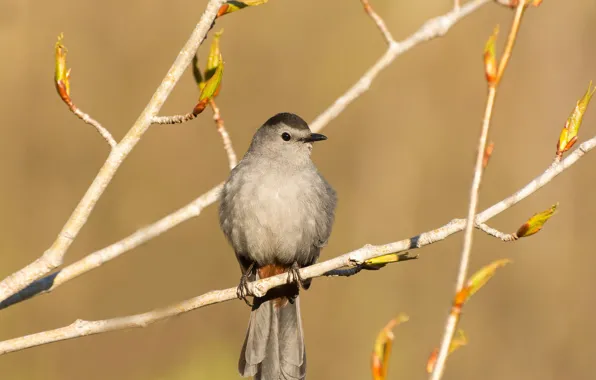 Wallpaper nature, bird, branch, beak, cat Mockingbird for mobile and ...