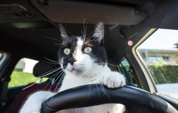 Wallpaper machine, cat, cat, look, the wheel, drove for mobile and ...