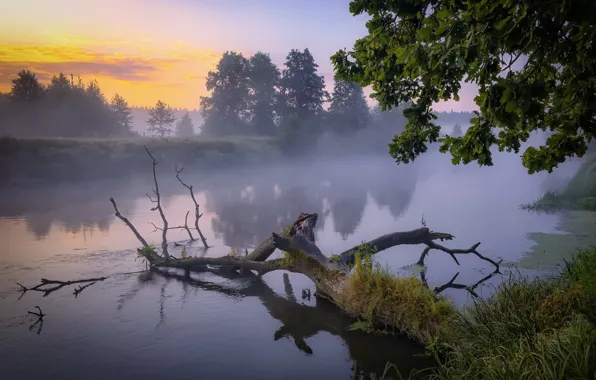 Wallpaper fog, shore, morning, snag, pond for mobile and desktop ...