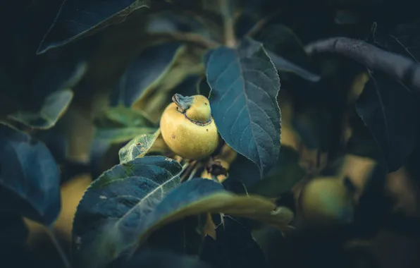 Download wallpaper leaves, Apple, Apple Duck, section nature in ...