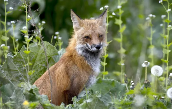 Wallpaper summer, Fox, beast for mobile and desktop, section животные ...