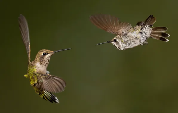 Download wallpaper birds, background, Hummingbird, birds, section ...