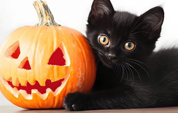 Wallpaper autumn, cat, look, holiday, black, white background, lies, pumpkin for mobile and ...
