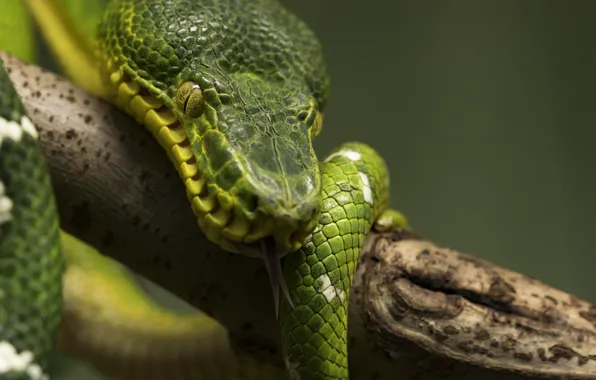 Wallpaper look, portrait, green, Python images for desktop, section ...