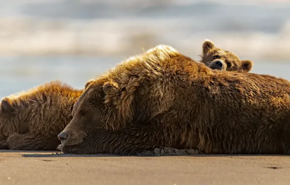 Download wallpaper nature, background, bears, section animals in ...