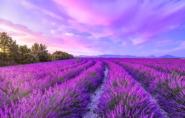 Wallpaper flowers, lavender, plantation, lavender field for mobile and ...