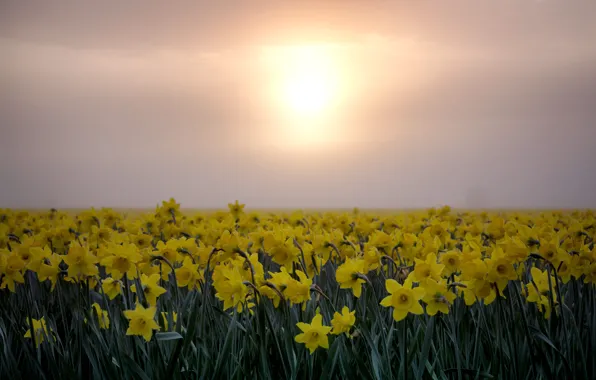 Wallpaper sunset, nature, Narcissus for mobile and desktop, section ...