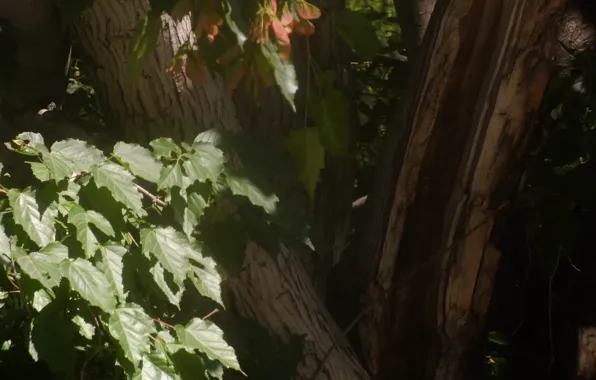 Wallpaper shadow, in the shade of a poplar tree, daytime coolness for ...