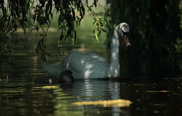 Wallpaper white, look, light, birds, branches, the dark background ...