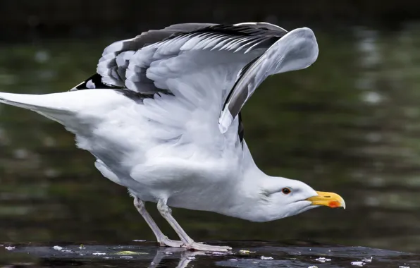 Wallpaper pose, bird, seagulls for mobile and desktop, section животные ...