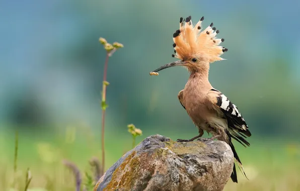 Wallpaper nature, bird, stone, hoopoe, Kalin Botev for mobile and ...
