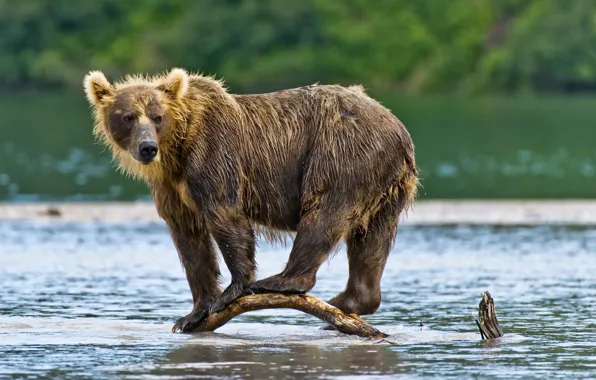 Wallpaper nature, river, bear for mobile and desktop, section животные ...