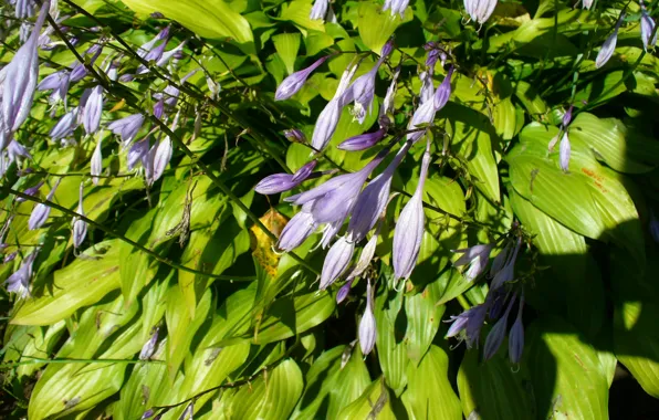 Wallpaper greens, leaves, flowers, buds for mobile and desktop, section ...