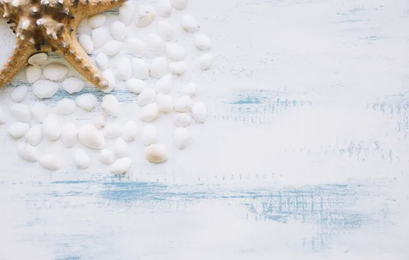 Wallpaper background, shell, Starfish images for desktop, section ...