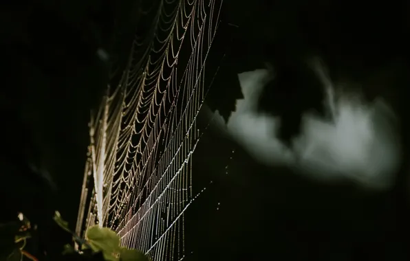 Wallpaper macro, background, web images for desktop, section природа ...