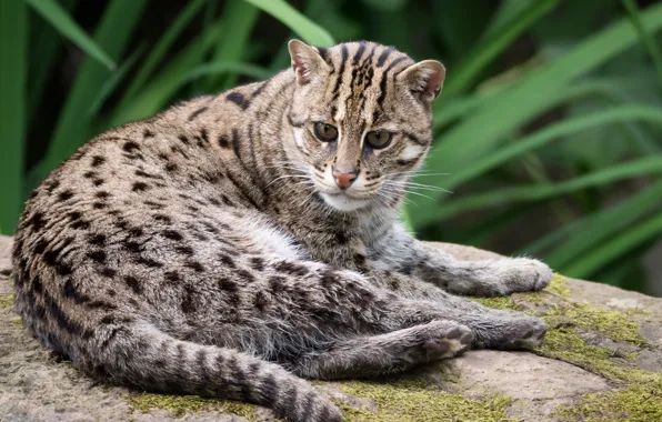 Wallpaper grass, look, pose, stones, lies, wild cat, Fisher cat for ...