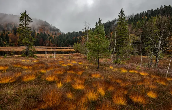 Download wallpaper autumn, forest, nature, section nature in resolution ...