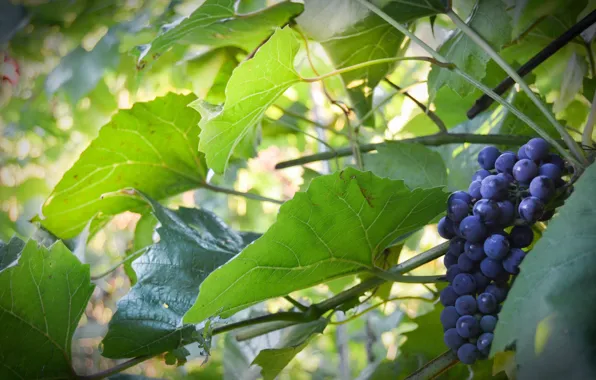Wallpaper greens, leaves, garden, grapes for mobile and desktop ...
