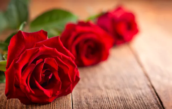 Wallpaper red, holiday, roses, bouquet, Valentine's day, Svetlana ...