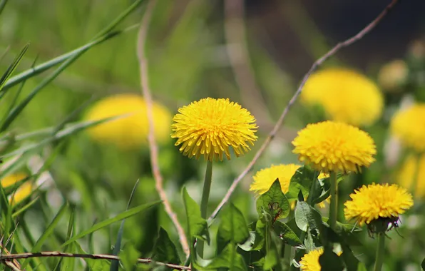 Wallpaper flower, yellow, spring for mobile and desktop, section ...