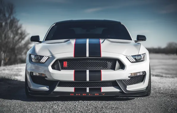 Wallpaper Mustang, Ford, Winter, Snow, White, GT350, Face, Sight images ...