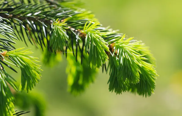 Wallpaper green, spring, spruce, twig for mobile and desktop, section ...