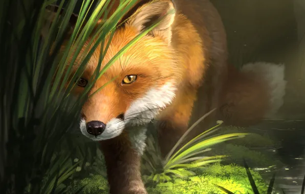 Wallpaper look, water, Fox for mobile and desktop, section живопись ...