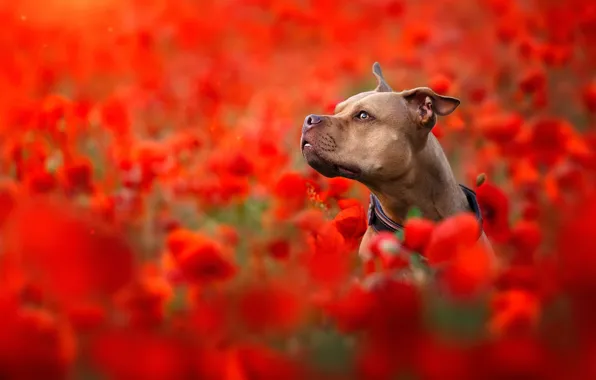 Wallpaper Maki, dog, pit bull, poppy field, Staffordshire bull Terrier ...