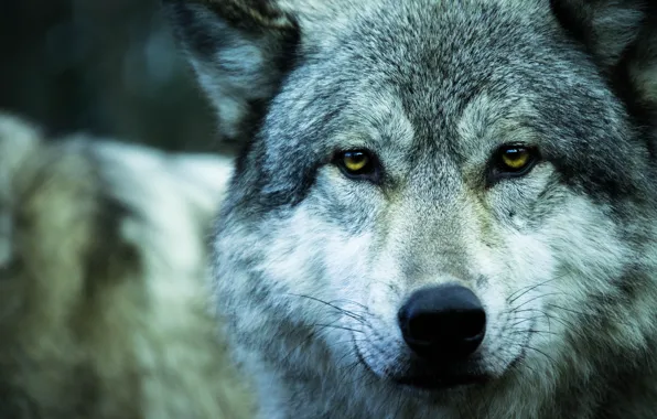 Wallpaper look, animal, wolf, predator, wolf images for desktop ...