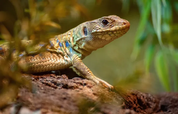 Wallpaper lizard, bokeh, reptile for mobile and desktop, section животные, resolution 3840x2560 ...