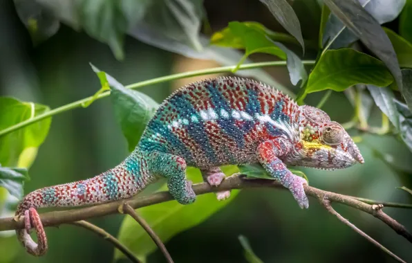 Download wallpaper branches, chameleon, background, section animals in ...