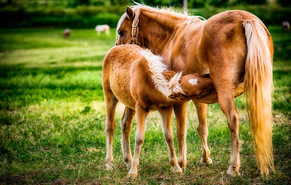 Download wallpaper nature, background, horses, section animals in ...