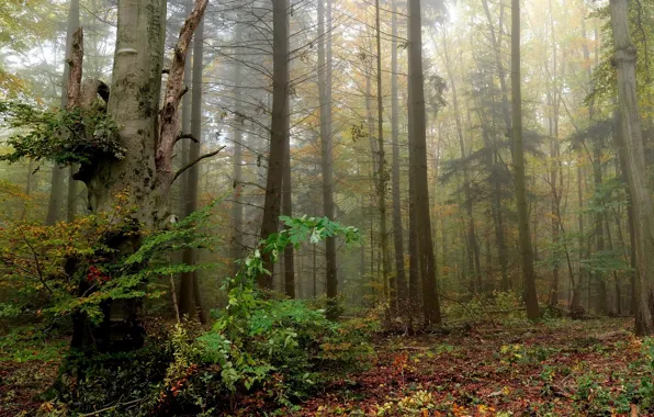 Wallpaper autumn, forest, nature for mobile and desktop, section ...